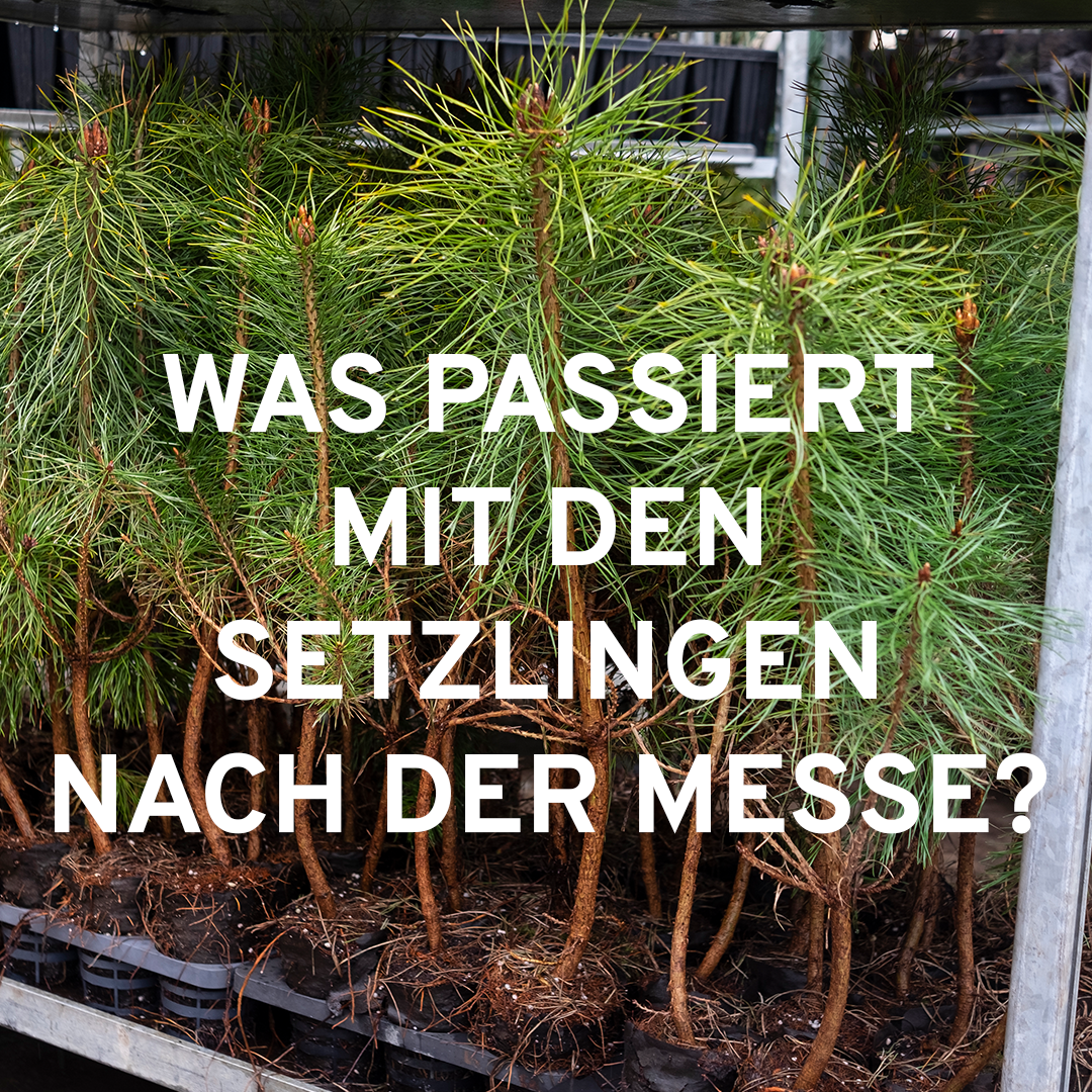 woodï.concept ─ zirkuläres Konzept Aufforstung - meplan